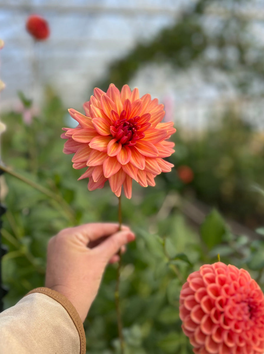 Connecticut Coral Dahlia Tuber – Earth & Seeds