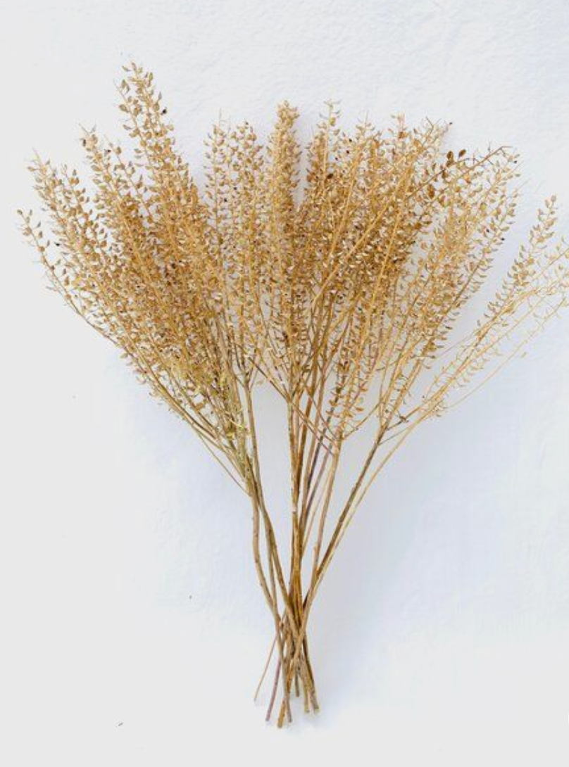 Dried Cress, bu of 10 stems – Earth & Seeds