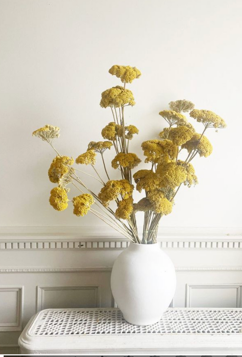 Dried Yellow Yarrow, bu of 10 stems – Earth & Seeds