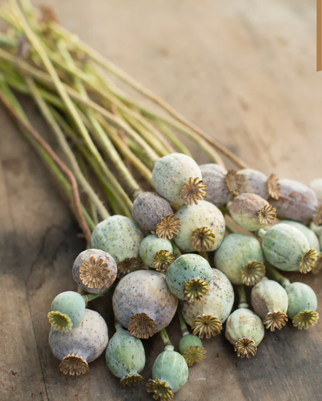 Dried Poppy Pods, bu of 10 stems – Earth & Seeds